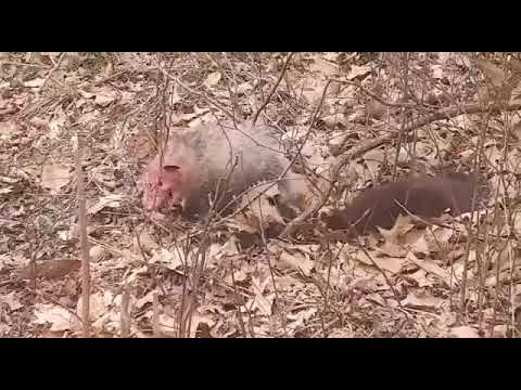 The mink is slowly killing the possum. - YouTube