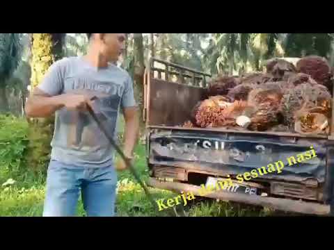 proses bongkar dan muat sawit menggunakan mobil L-300 - YouTube