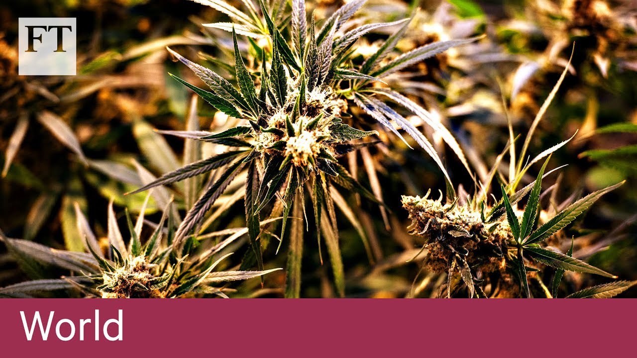 First legal sale of recreational cannabis in Canada - YouTube