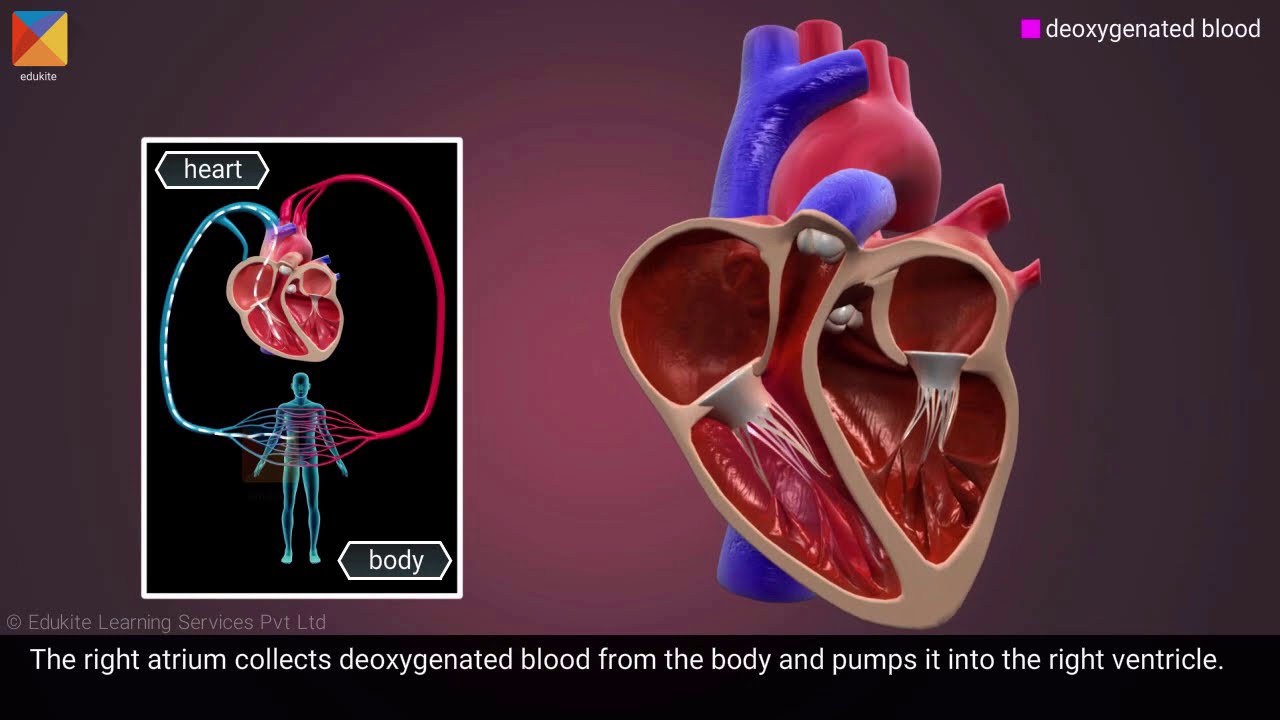 Internal structure of the heart - YouTube