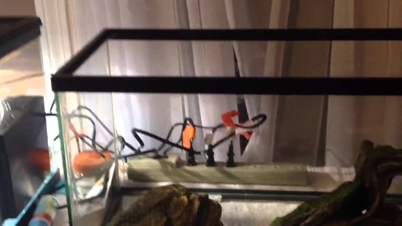 Zilla deluxe aquatic turtle kit part 3 - YouTube