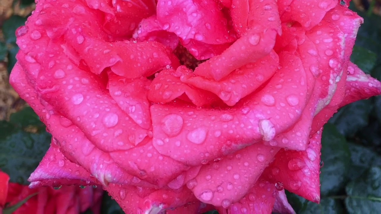 Early Morning Dew on Roses - YouTube