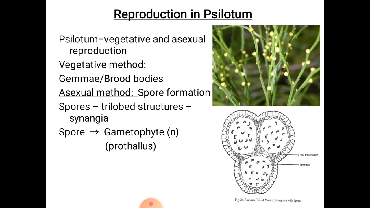 Psilotum
