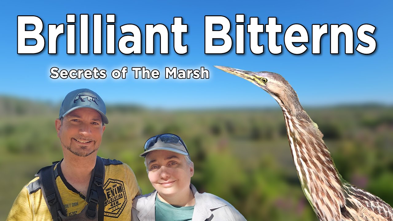 Brilliant Bitterns - Secrets of The Marsh | PLUS Nighthawks Near ...