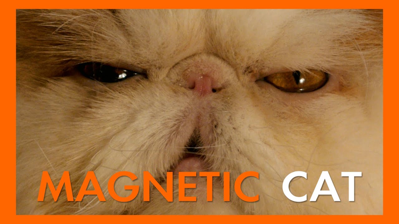 Magnetic Cat (Ep. 01) - YouTube