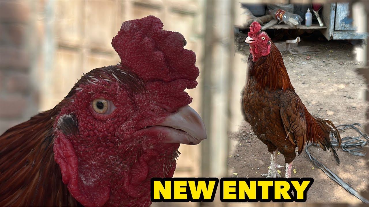 Chota Don | New Entry Top Quilty Aseel Murgha | Punjabi Shok Vlogs ...