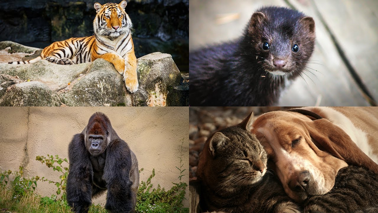 Unveiling the Extraordinary: Discovering the Secrets of a Rare Animals ...