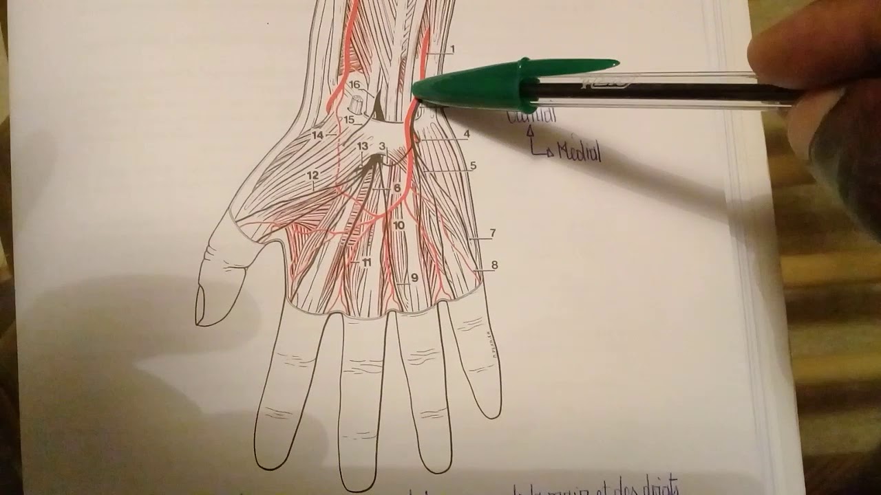 Vascularisation artérielle superficielle de la paume de la main et des ...