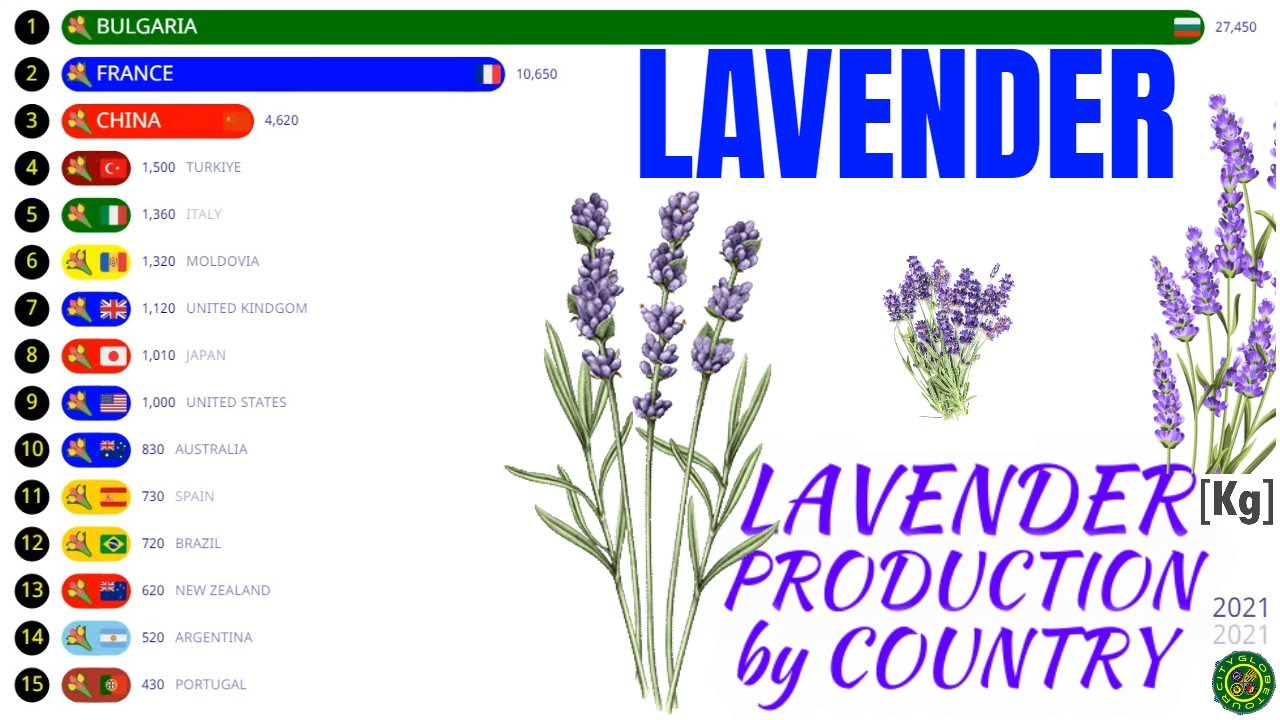 THE LARGEST LAVENDER PRODUCERS IN THE WORLD - YouTube