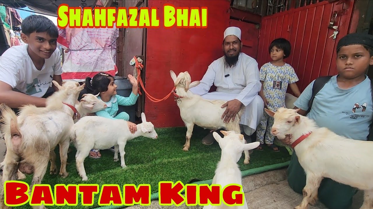 Kamaal Ki Quality | Bantam Ki Har Nasal Ek Hi Video Main | Shahfazal ...