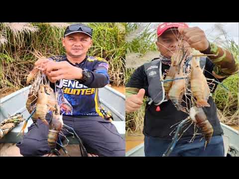 Mancing Udang Galah Ketika Air Mula Pasang - YouTube