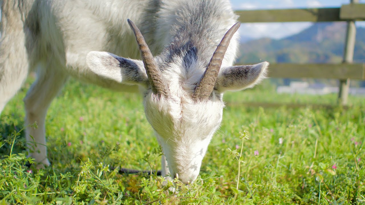 Goats Grazing - YouTube