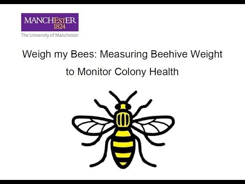 Weight my Bees: Measuring Beehive Weight to Monitor Colony Health - NI ...