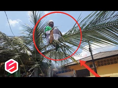 Orang sakti duduk di pelapah pohon kelapa hebohkan warga, Ternyata Ini faktanya..