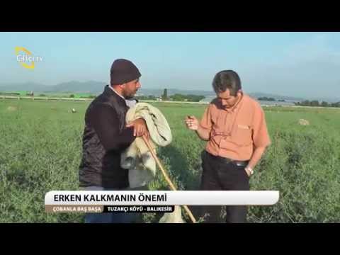 ÇOBANLA BAŞ BAŞA - TUZAKÇI KÖYÜ BALIKESİR