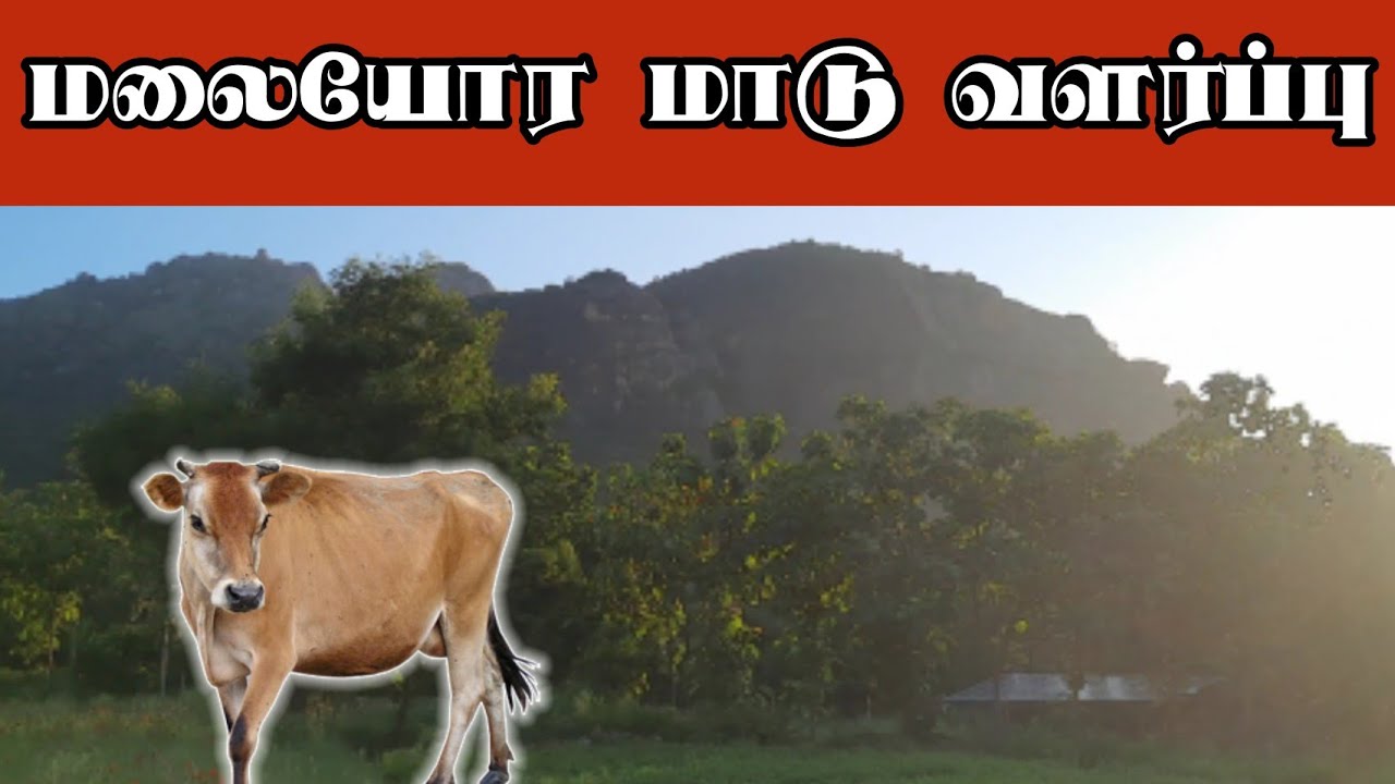 மலையோர மாடு வளர்ப்பில் இவ்வளவு இலாபமா? - maadu valarpu - YouTube