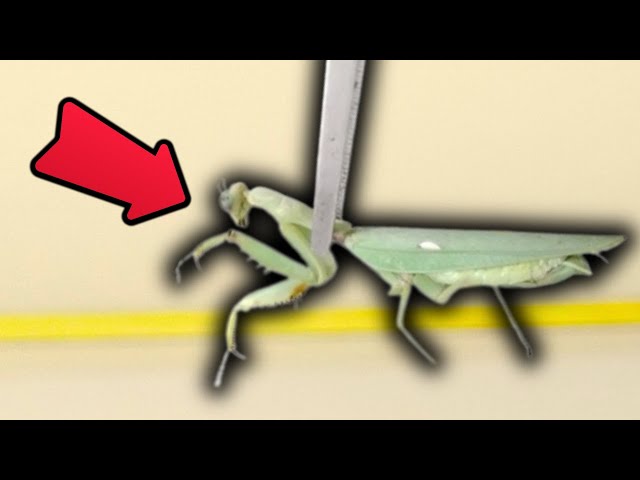Anatomy Of Praying Mantis