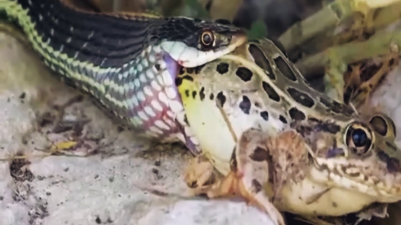 The striped snake eats the frog alive || Animals Life - YouTube