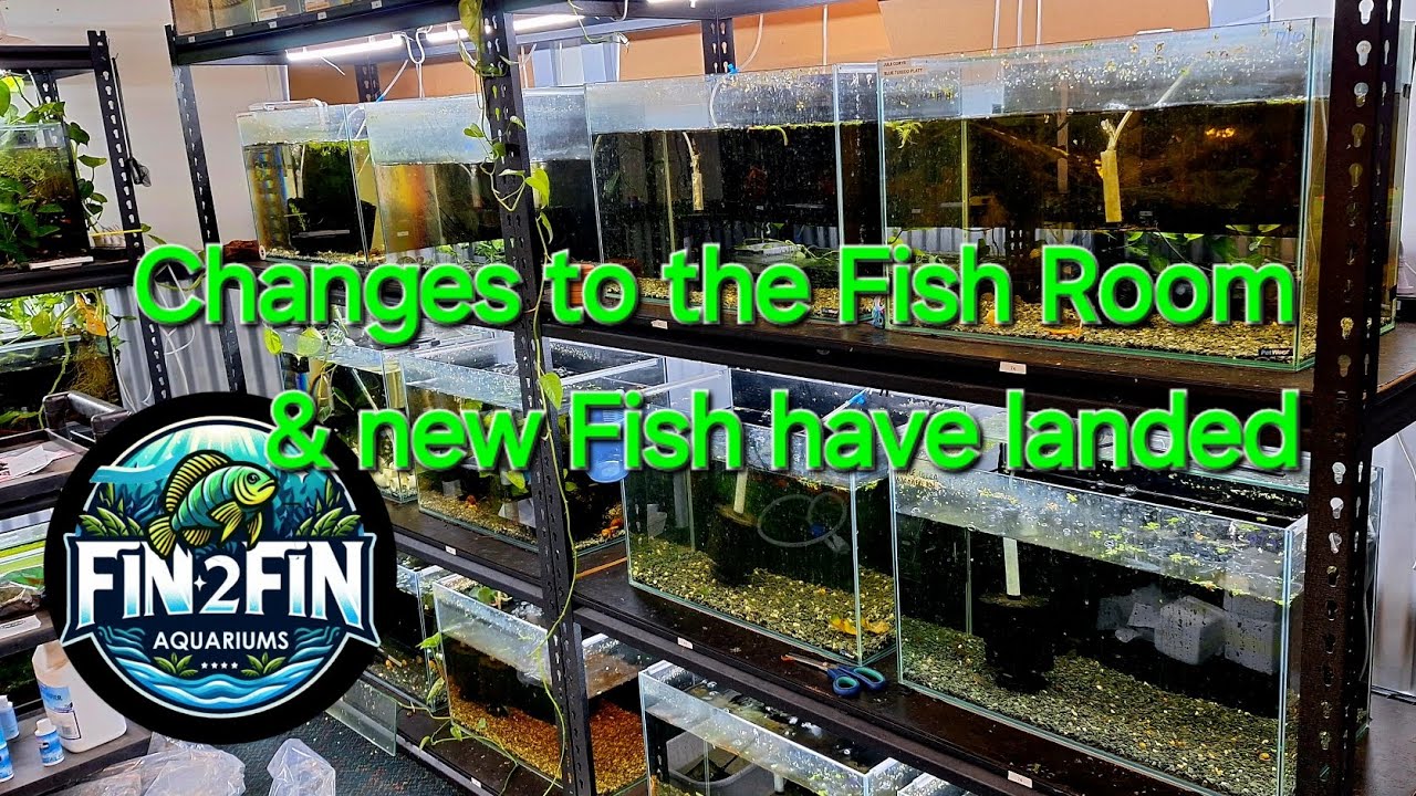 New Fish have arrived & changing the Fish Room to fit more Tanks 🤯 ...