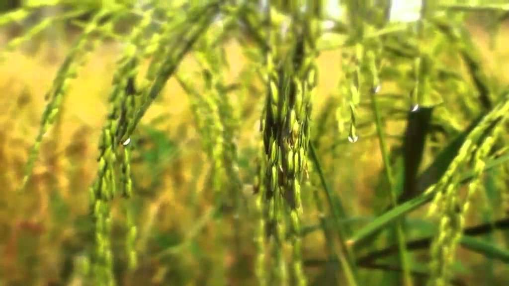 Hom Mali Rice (Thai Jasmine Rice)_A Unique Gift from Nature - YouTube