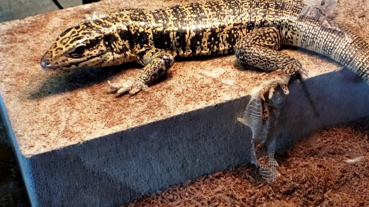 Fingers Rotten Off Colombian Tegu Rescue Day 3 | Full Body SHED? TAIL ...