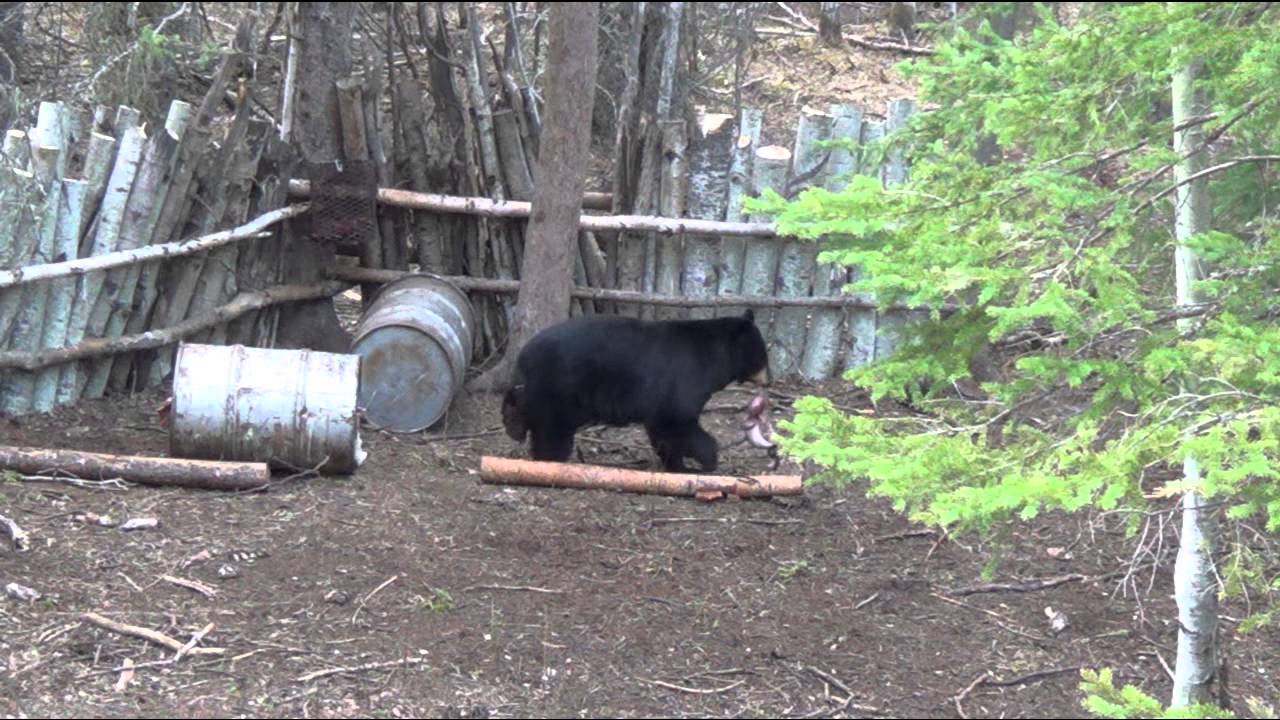 Our Unique Bear Baiting System Creates The Perfect Shot Black Bear ...