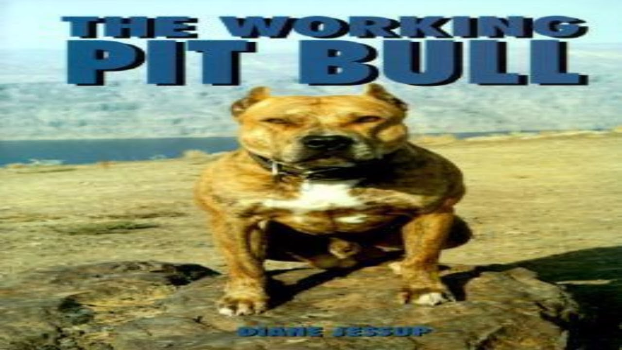 DIANE JESSUP WORKING AMERICAN PIT BULL TERRIER - YouTube