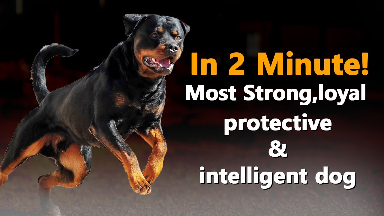 Rottweiler - In 2 Minute! Most Strong, loyal, protective & intelligent ...