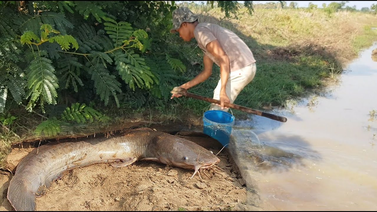 AWSOME fishing | fisherman catching||BIG Fish in The Fie - YouTube