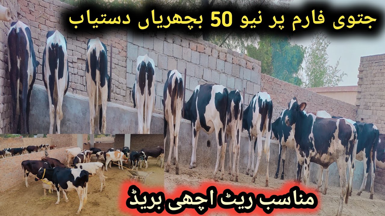 Jatoi Farm pe new 50 Bachrian available hi Khareedar rabta ker sakty hi ...