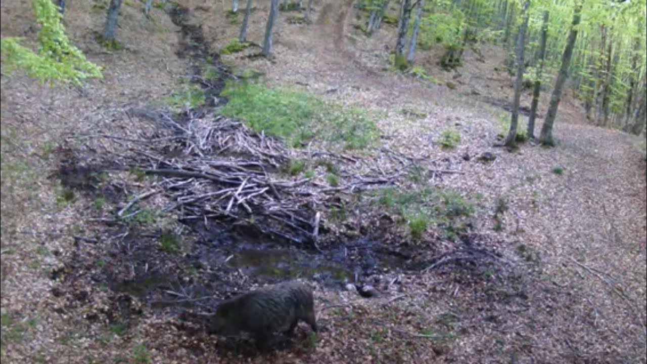 🐗 Verro enorme ripreso dall'alto #fototrappola #wildboar #cinghiale ...