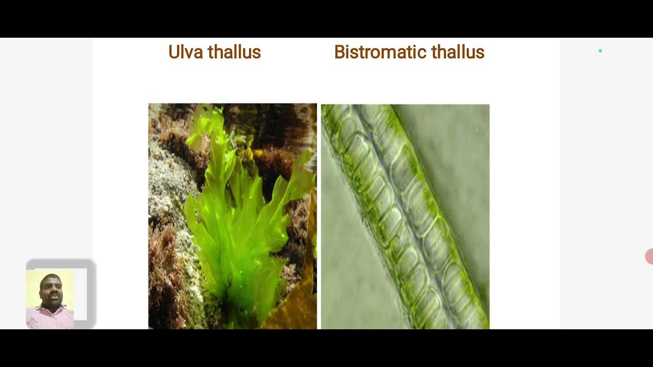 Ulva morphology, reproduction and Economic importance - YouTube