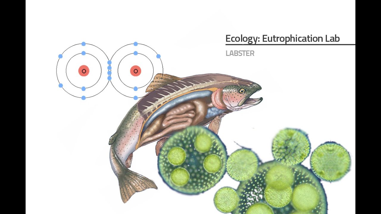 Labster Virtual Lab: Eutrophication Simulation - YouTube