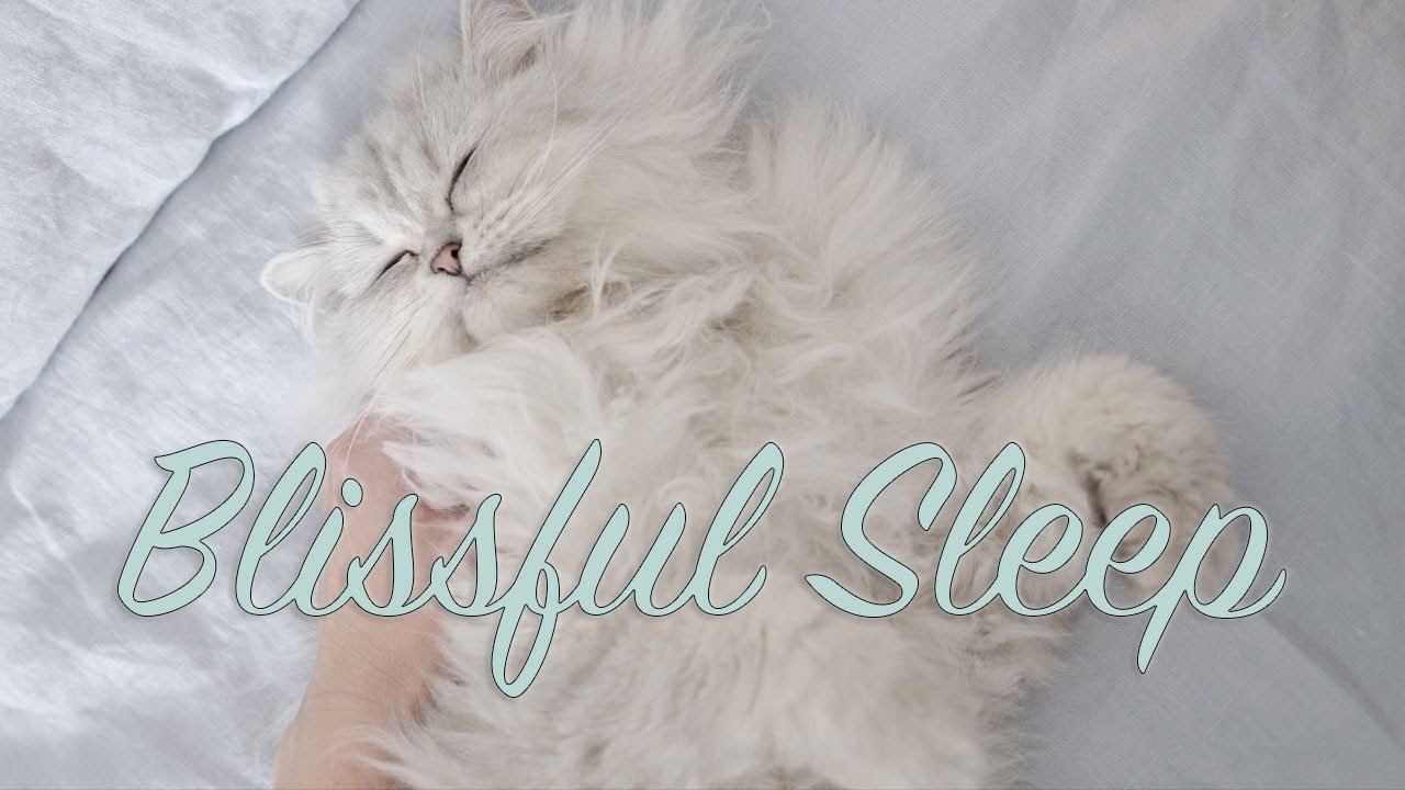 Cozy Cute Sleepy Cats to Help Calm You - Sleep, Anxiety, Meditation ...