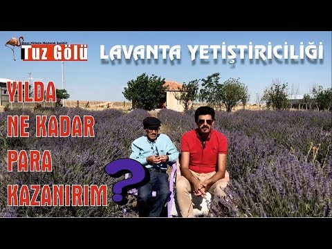 Lavanta Yetiştiriciliği: Dekardan Yılda Ne Kadar Kazanırsın?
