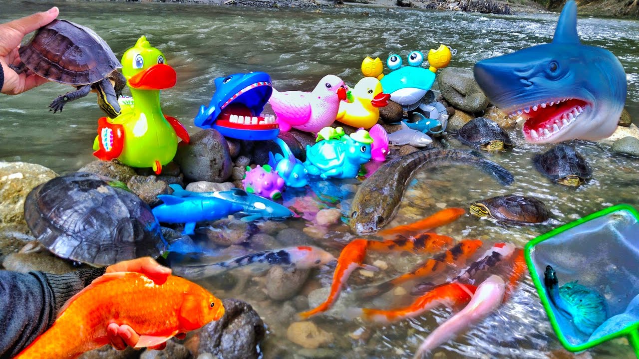 Real sharks find cork fish in rivers, betta fish, ornamental koi fish ...