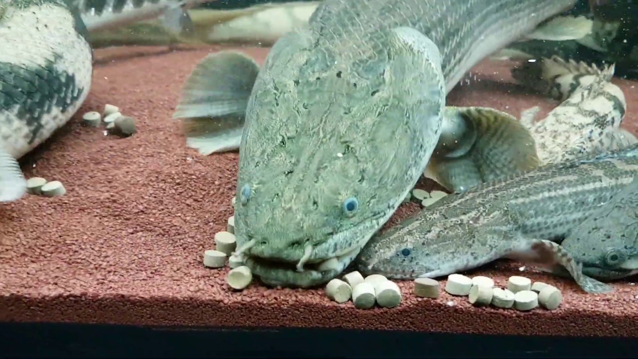 Polypterus feeding time - YouTube