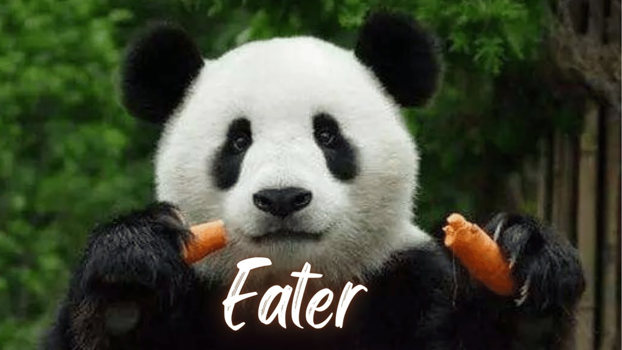 Lovely Panda Try Hard to Get Food #panda #pandasong #pandas - YouTube