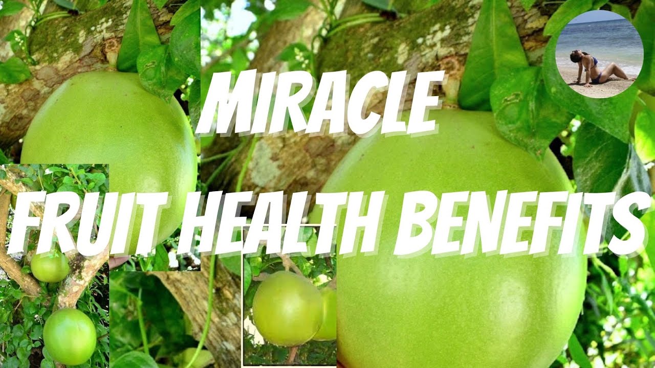 MIRACLE FRUIT BENEFITS II MIRACLE FRUIT II HEALTH BENEFITS II HEALTH II ...