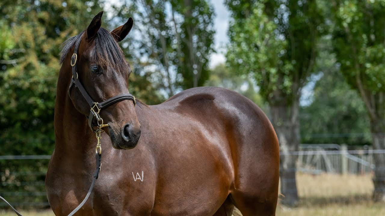 Lot 124 Alpine Eagle x Society Singer Colt from Armidale Stud - YouTube