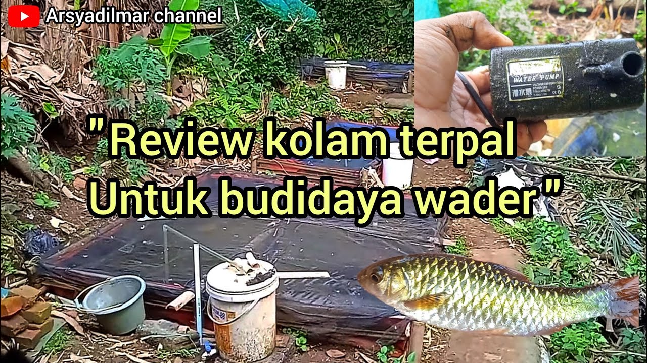 review kolam budidaya wader,tanpa bantuan air sungai. - YouTube