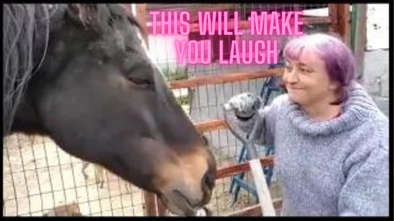 5o dogs and a cat called dave - YouTube