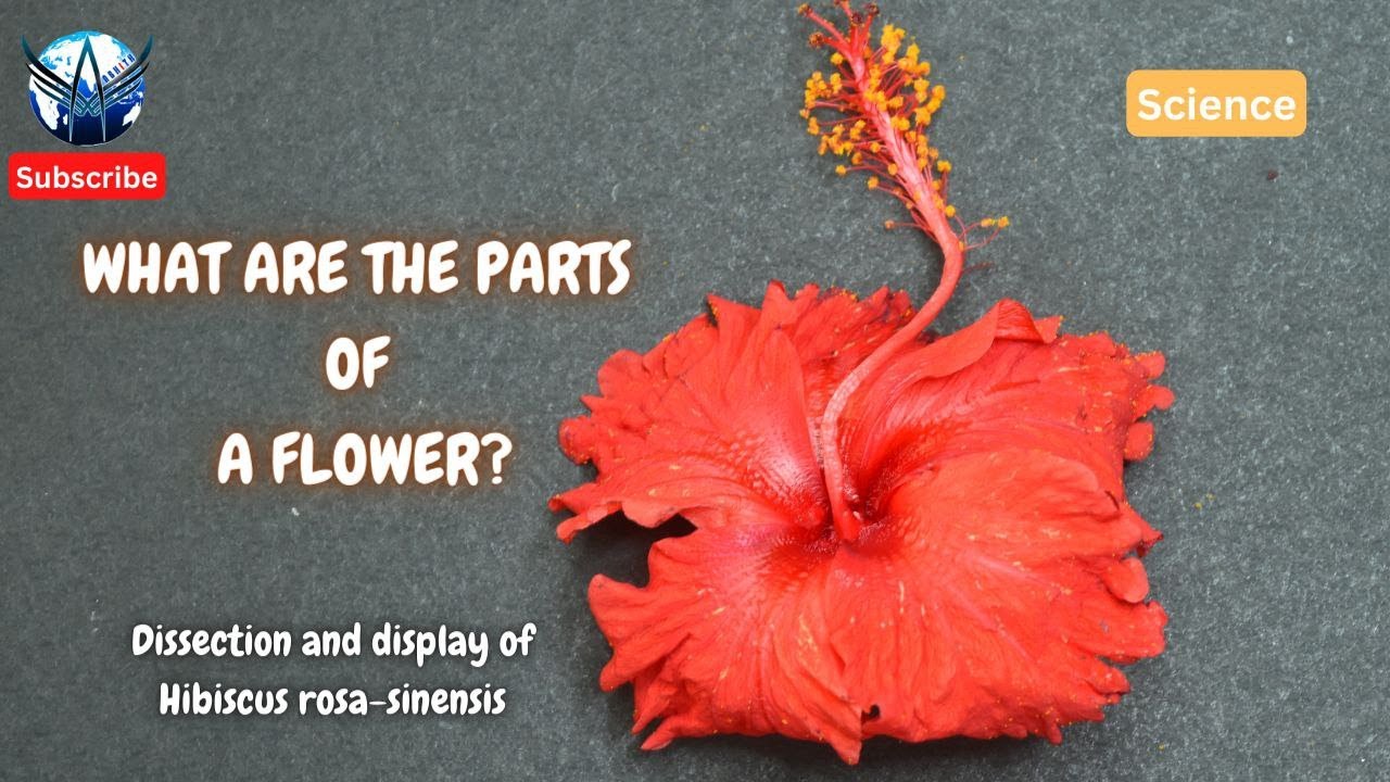What are the parts of a flower? || Dissection of Hibiscus || #biology # ...