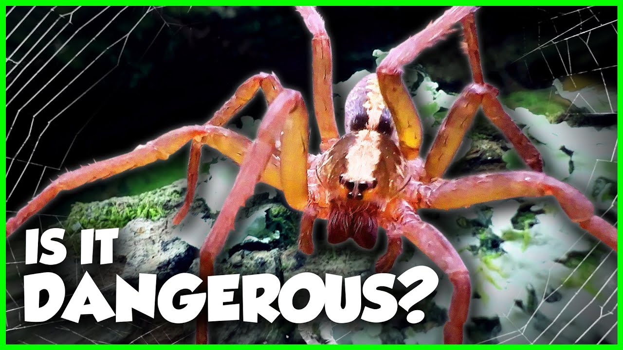 Exploring for VENOMOUS SPIDERS in Florida Wilderness (ft. @JacksWorldofWildlife ) - YouTube
