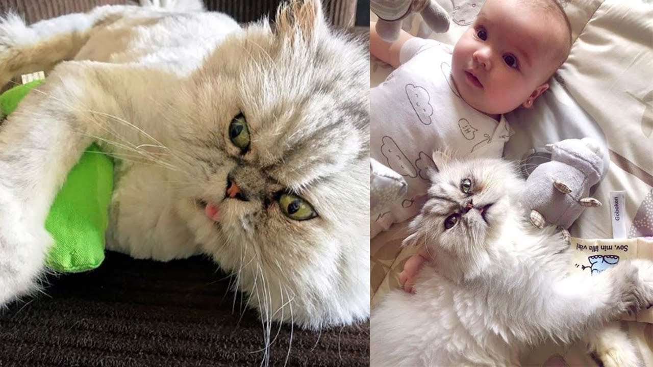 The fluffy cat who was born with hip dysplasia and malformed knees ...