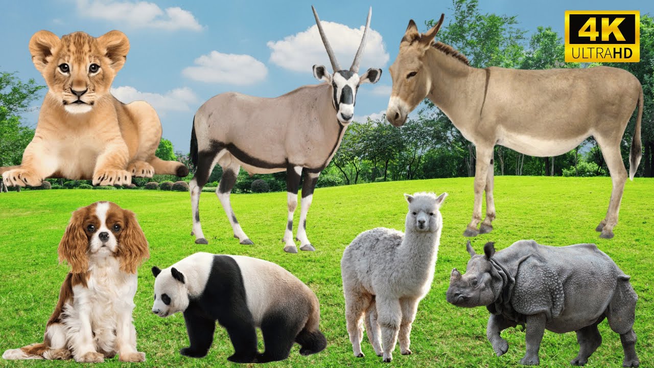 4K Wild Animal Sounds: Lion, Antelope, Donkey, Dog, Panda, Rhino ...