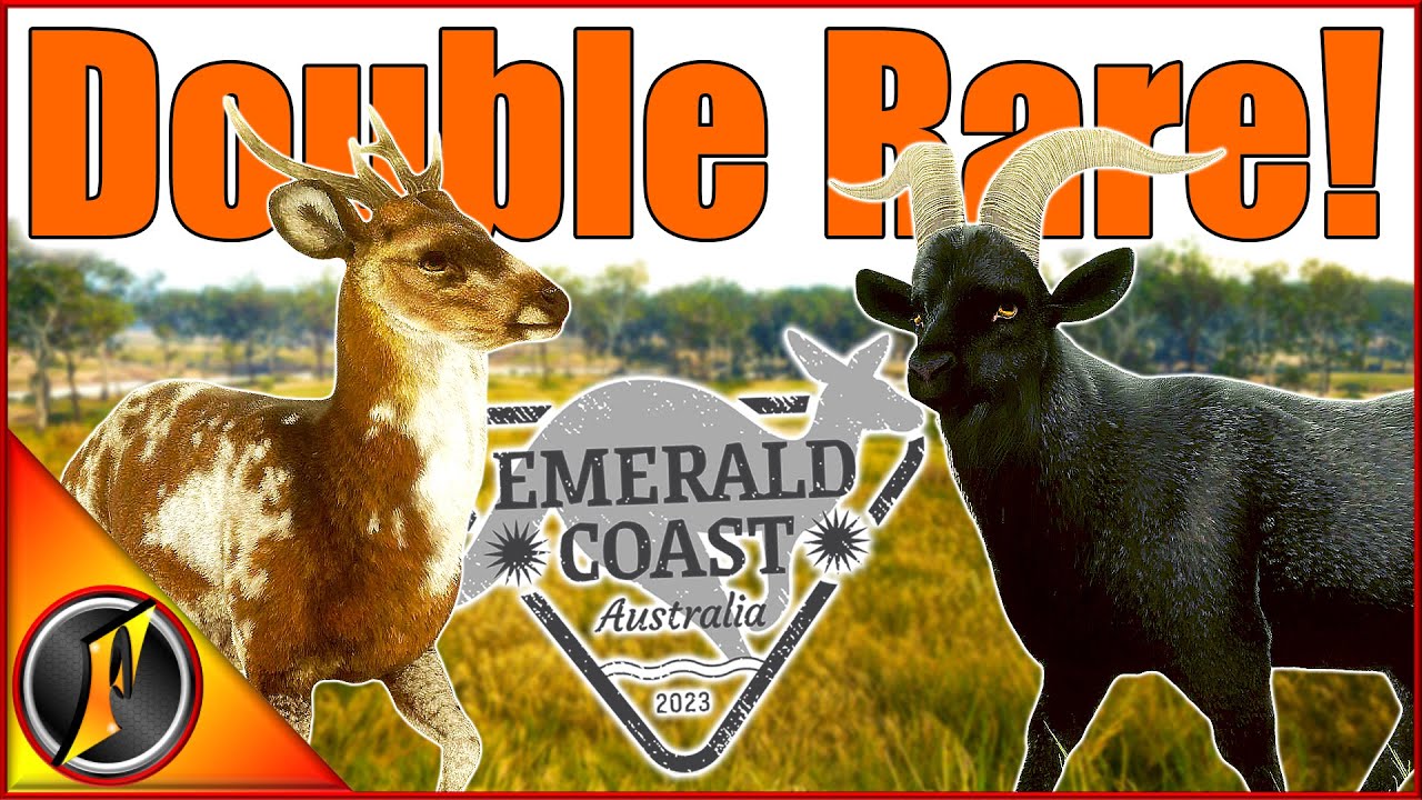 Double Rare on the Emerald Coast!!! | Piebald Hog Deer & Black Feral ...