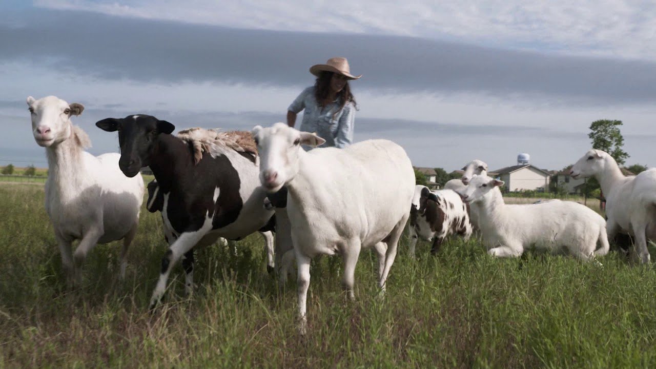 ACCTV Station ID - Elgin Farm 1 - YouTube