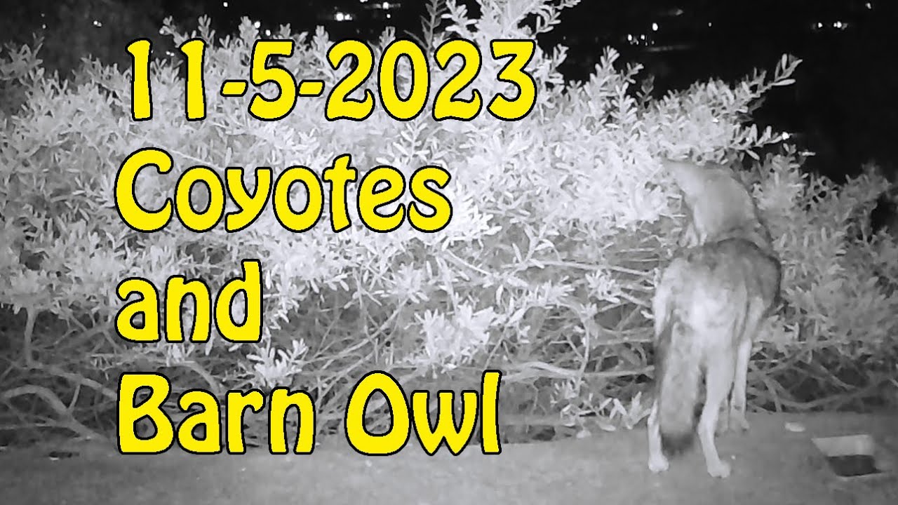 11 5 2023 Coyotes and Barn Owl - YouTube