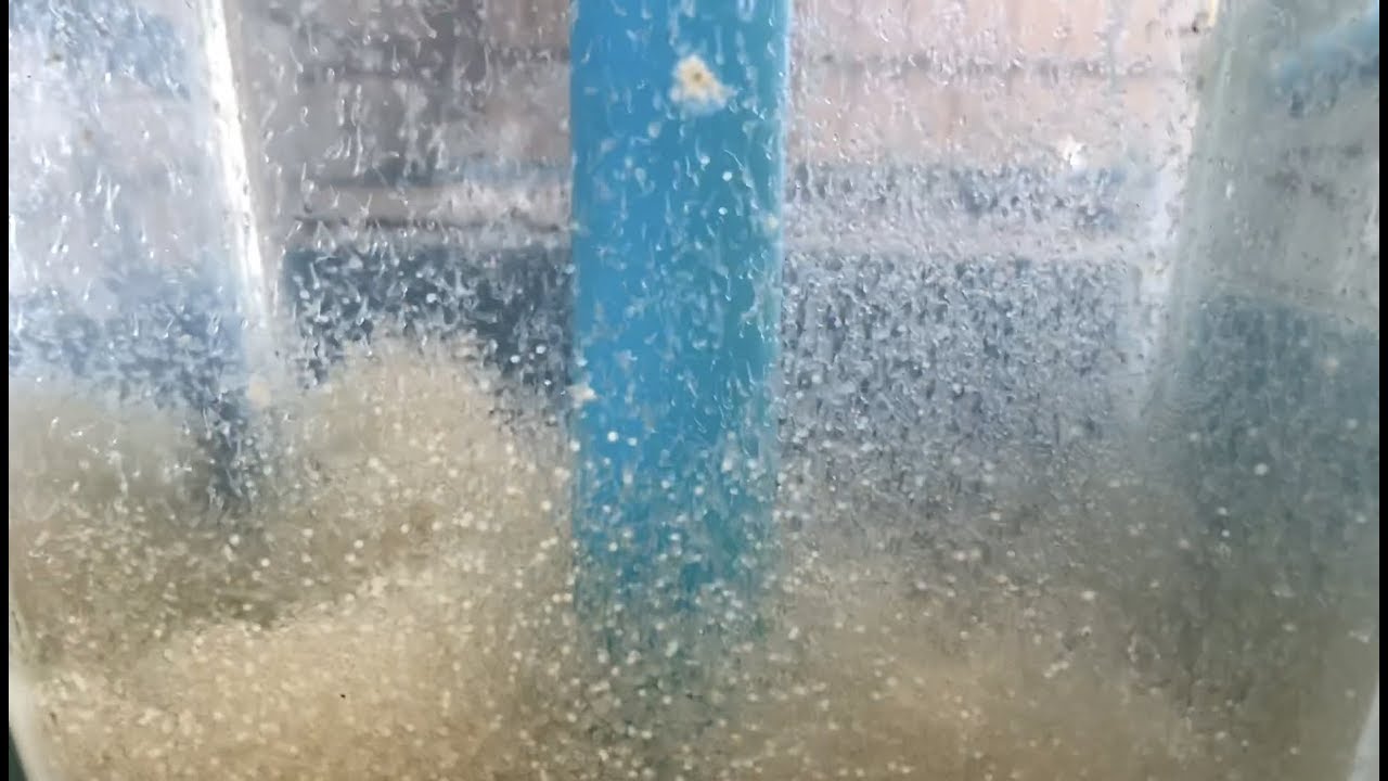 Fish hatchery - hatching Fish eggs | fish eggs are hatching - YouTube